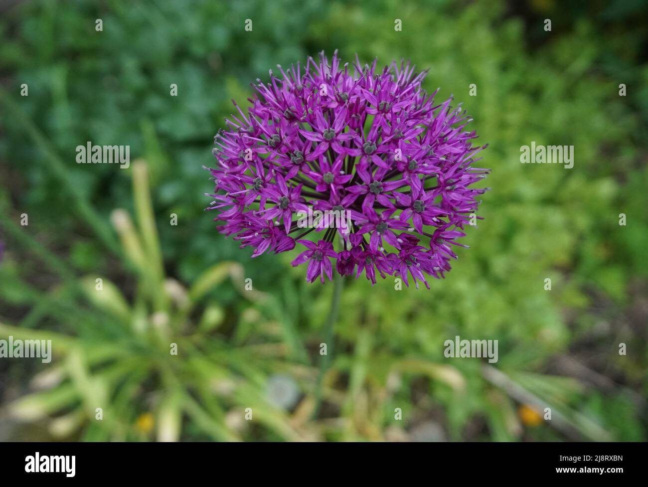 Nature alium hi-res stock photography and images - Alamy