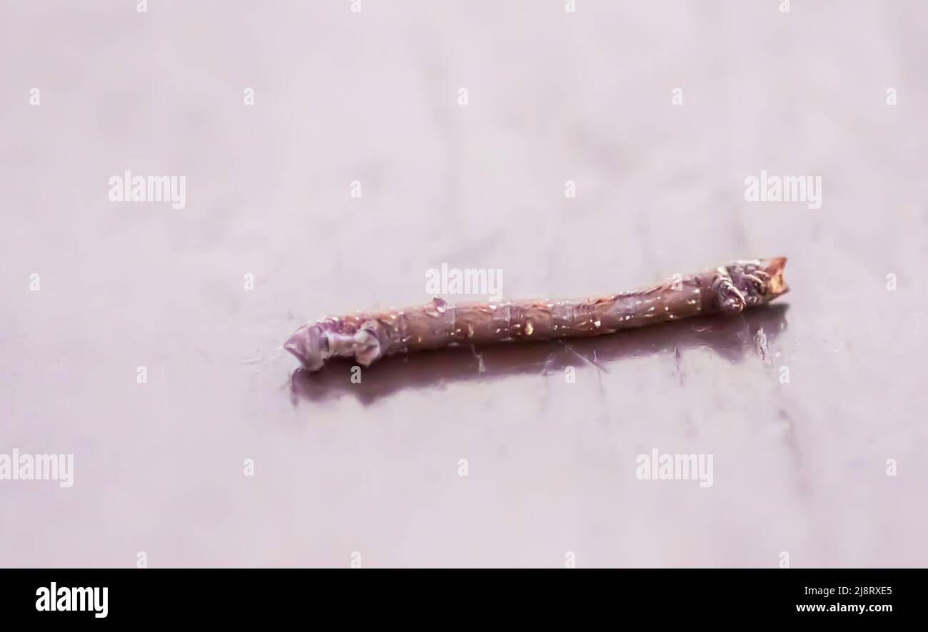 Walking stick insect camouflage mimic hi-res stock photography and ...