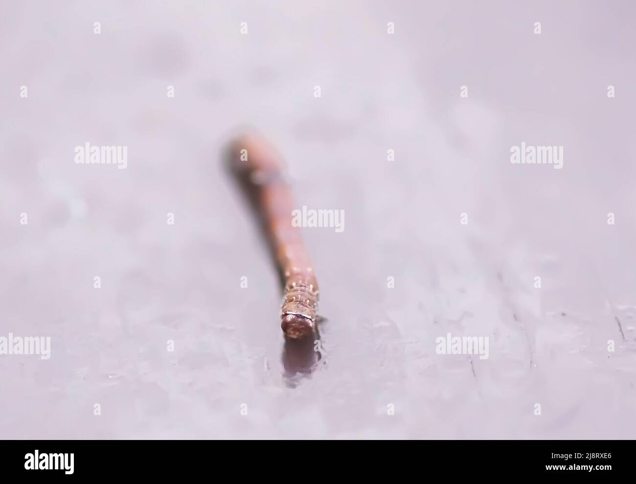 Stick insect close up Stock Photo - Alamy