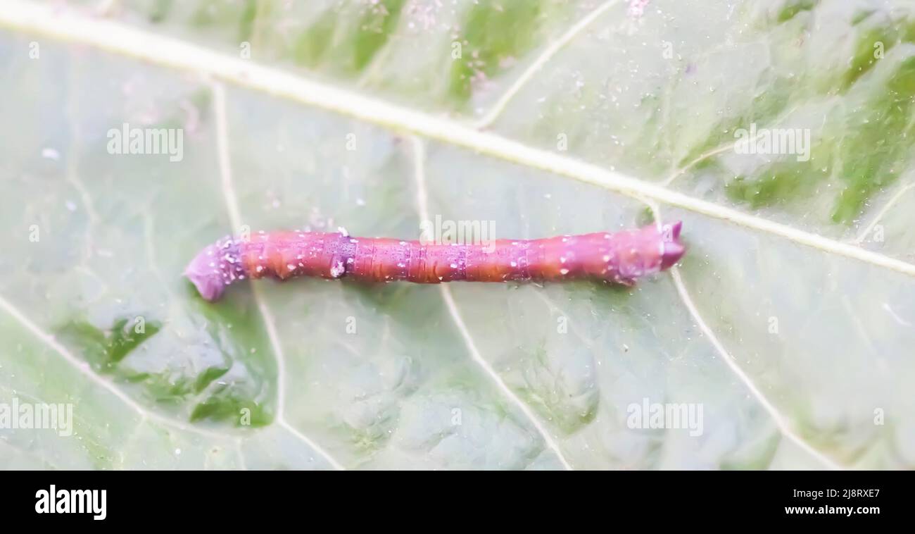 Stick insect close up Stock Photo - Alamy
