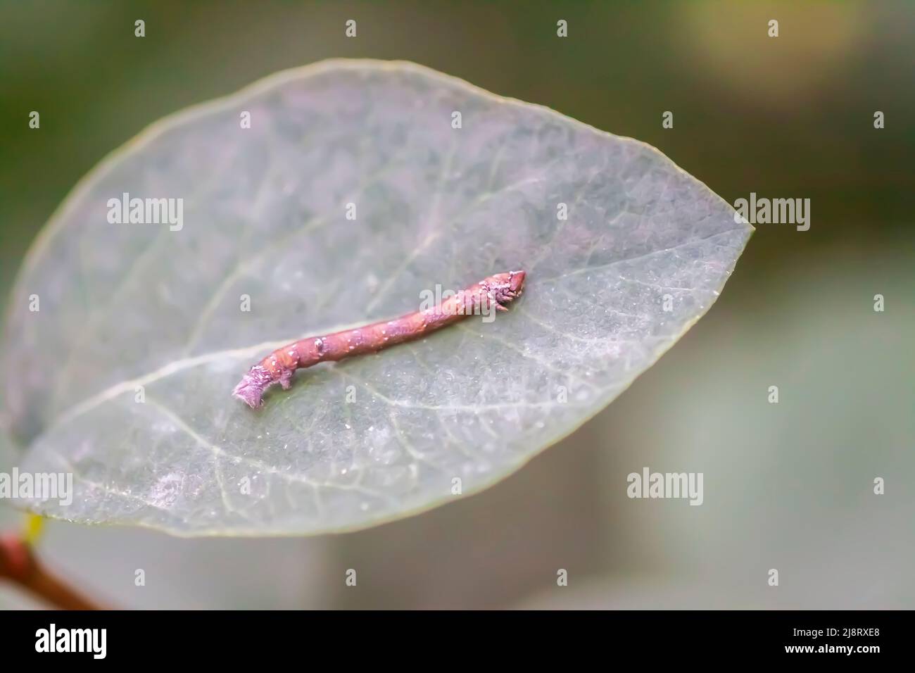 Stick insect close up Stock Photo - Alamy