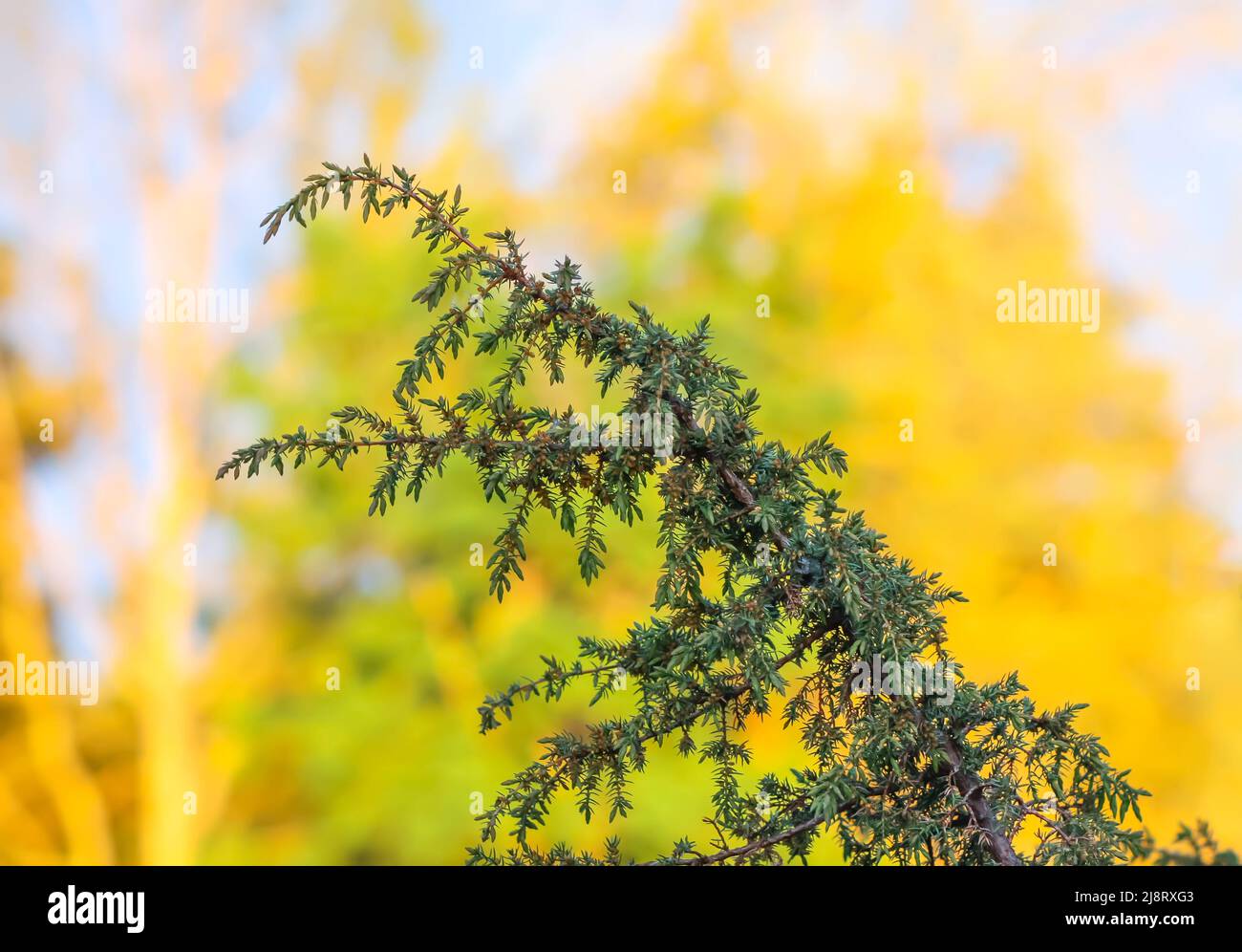 Juniper tree. Juniper branch with berries growing outside Stock Photo ...