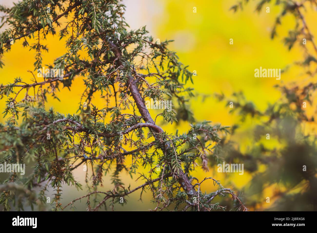 Common juniper leaf hi-res stock photography and images - Alamy