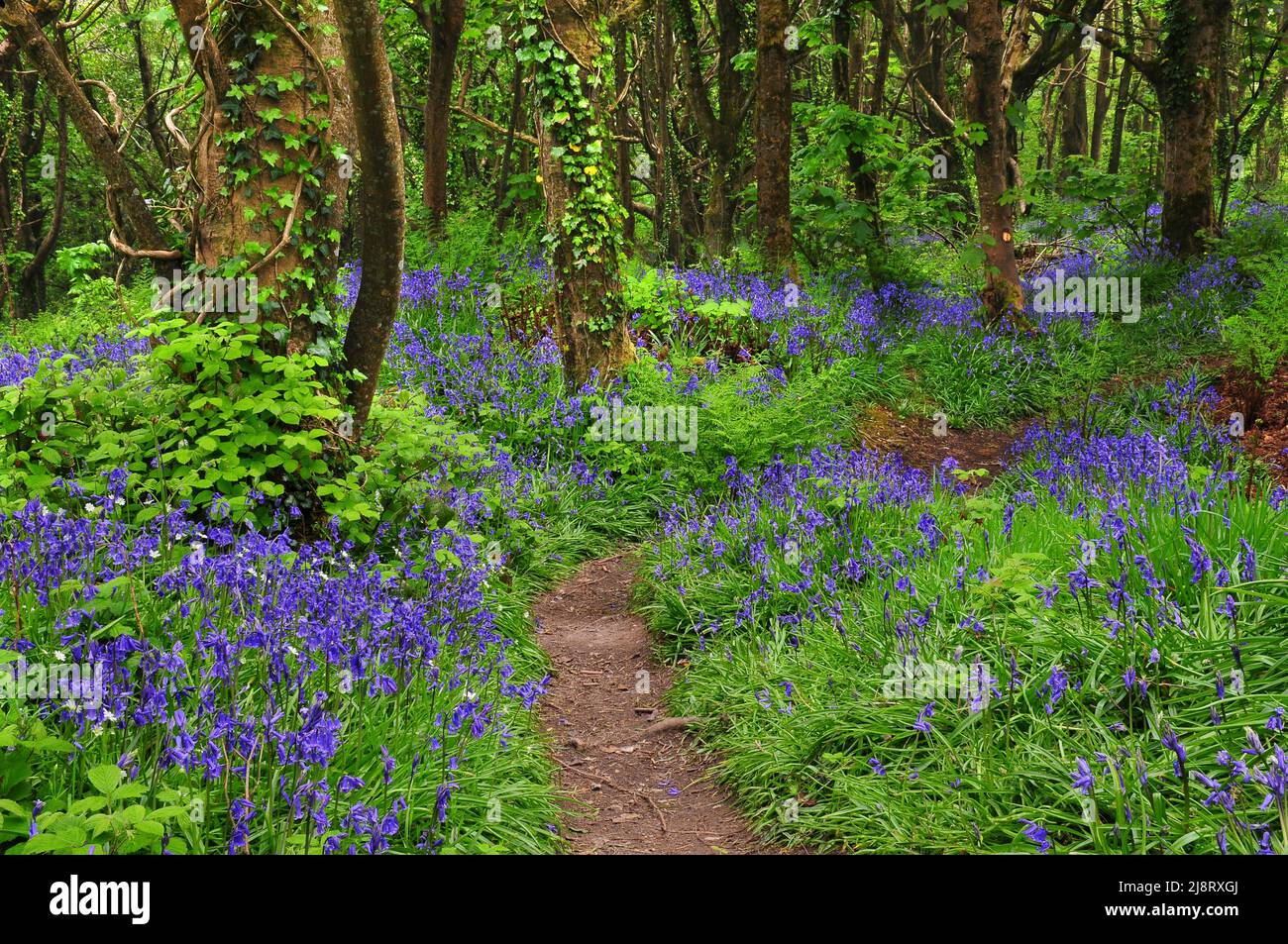 Bluebells in woodland on Eype Down, Bridport, Dorset, UK Stock Photo ...