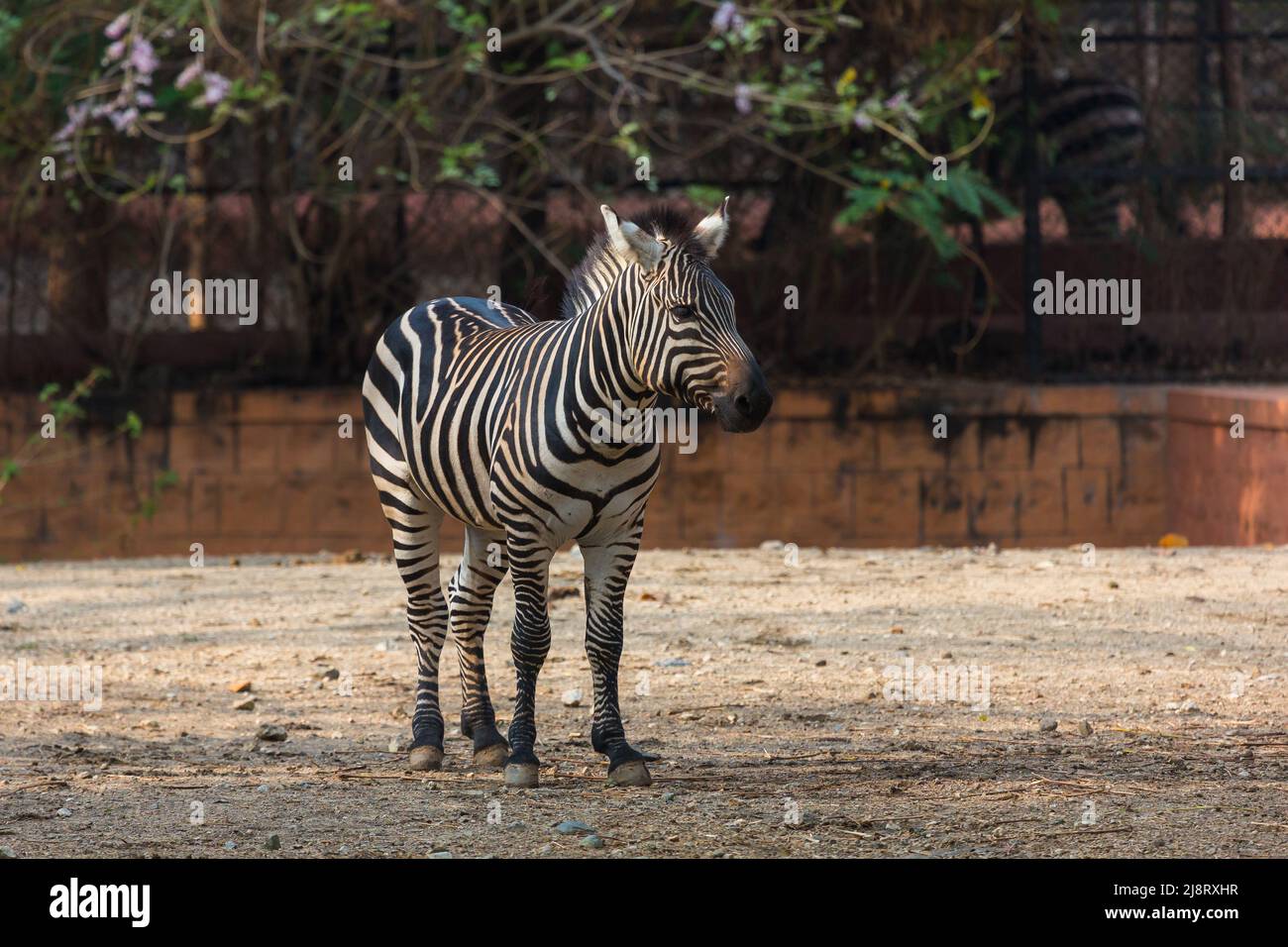 Burchell's or Plains Zebra Portrait of animal, front view at the zoo ...