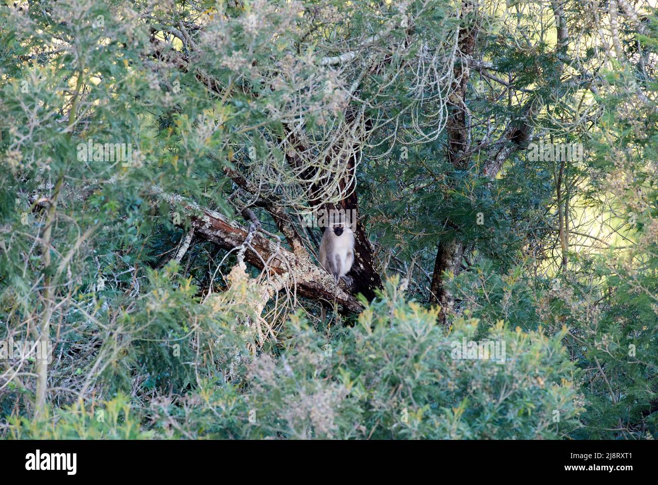 Vervet Monkey in the bush Stock Photo - Alamy