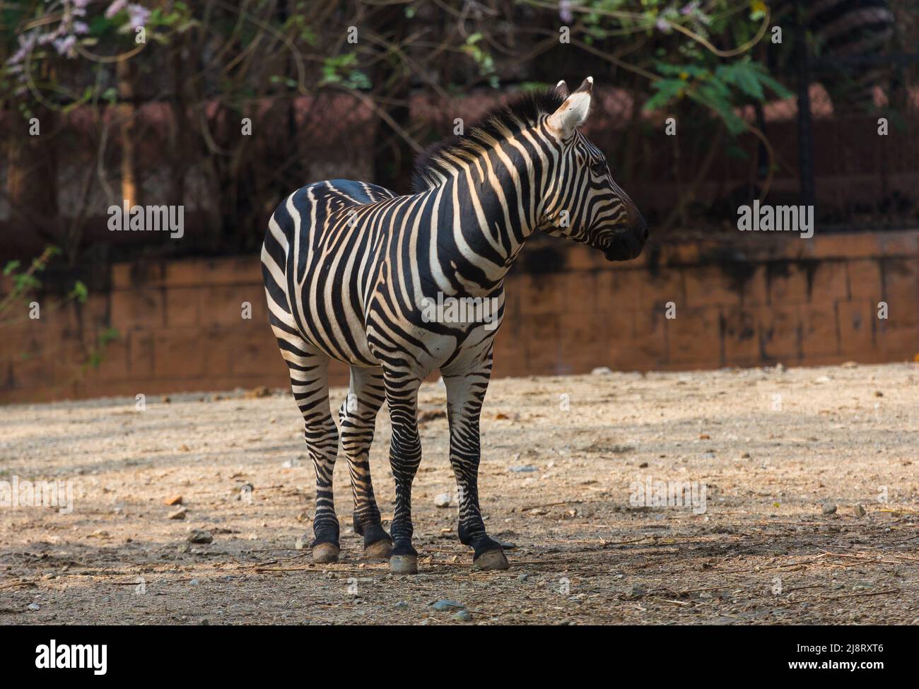 Burchell's or Plains Zebra Portrait of animal, front view at the zoo ...