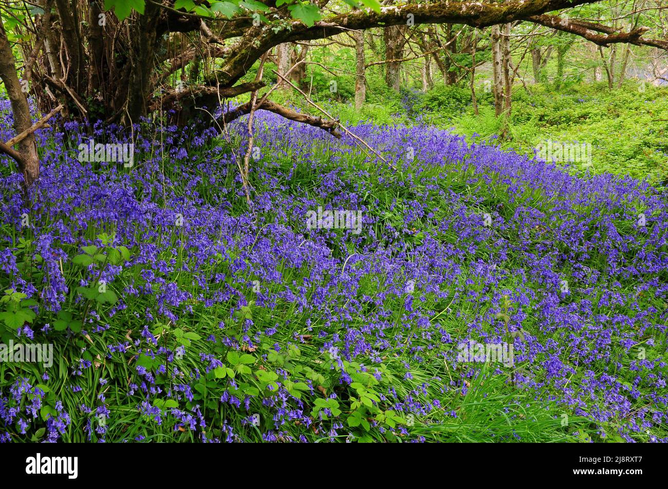 Colin varndell bluebells hi-res stock photography and images - Alamy