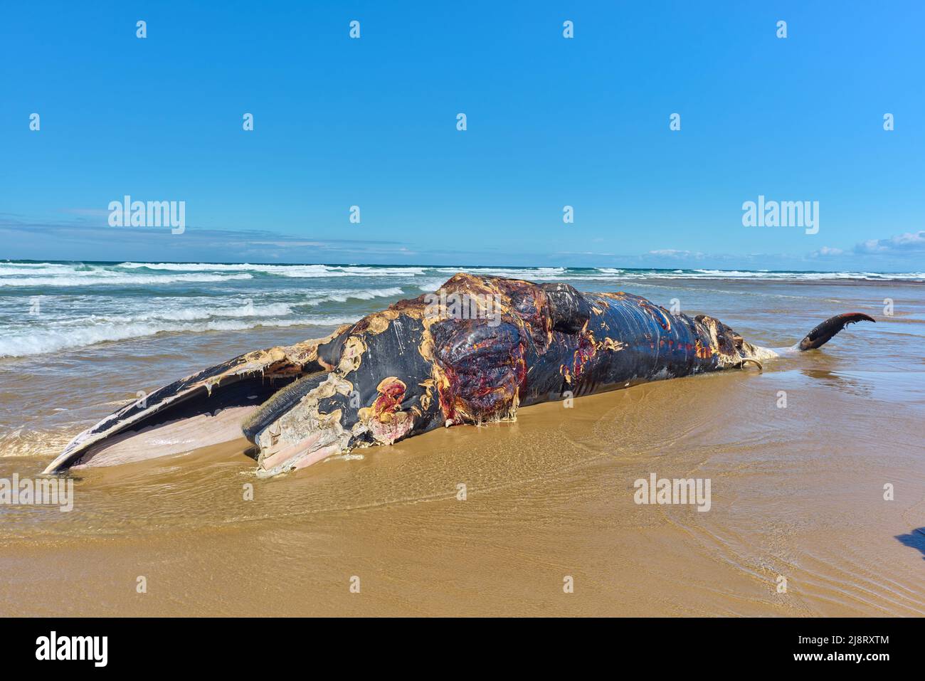 Rotting whale hi-res stock photography and images - Alamy