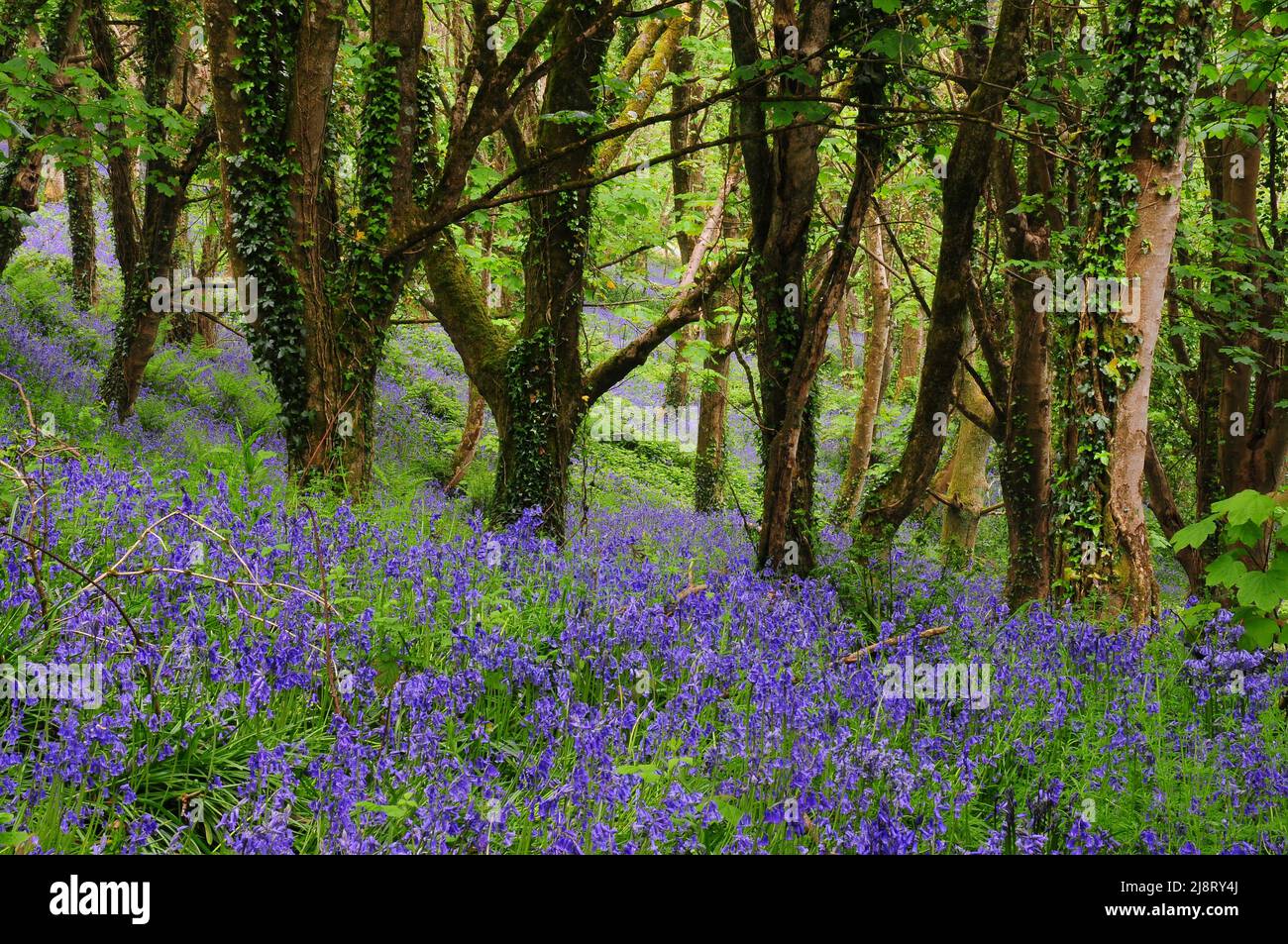 Colin varndell bluebells hi-res stock photography and images - Alamy