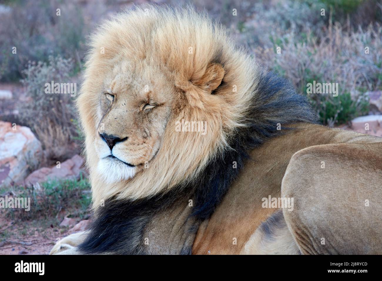Male Lion Face close up head shot with mane Stock Photo - Alamy