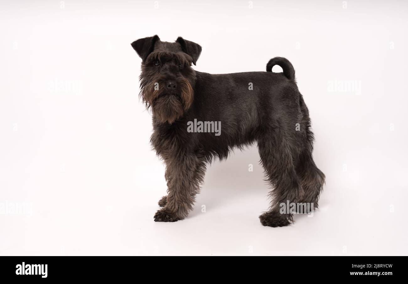 Side view miniature schnauzer hi-res stock photography and images - Alamy
