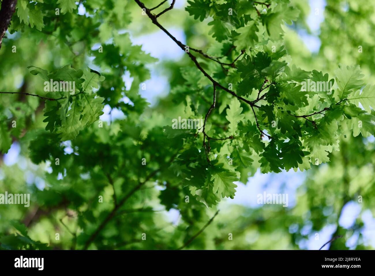 The spring nature of the big tree in the oak forest, young green leaves ...