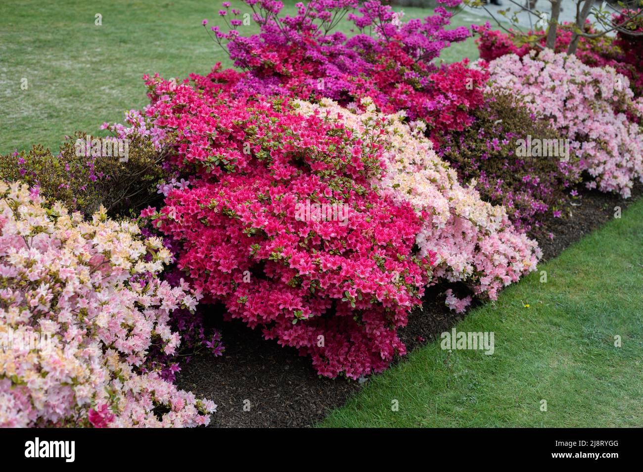 Garden with blooming trees during spring time Stock Photo - Alamy