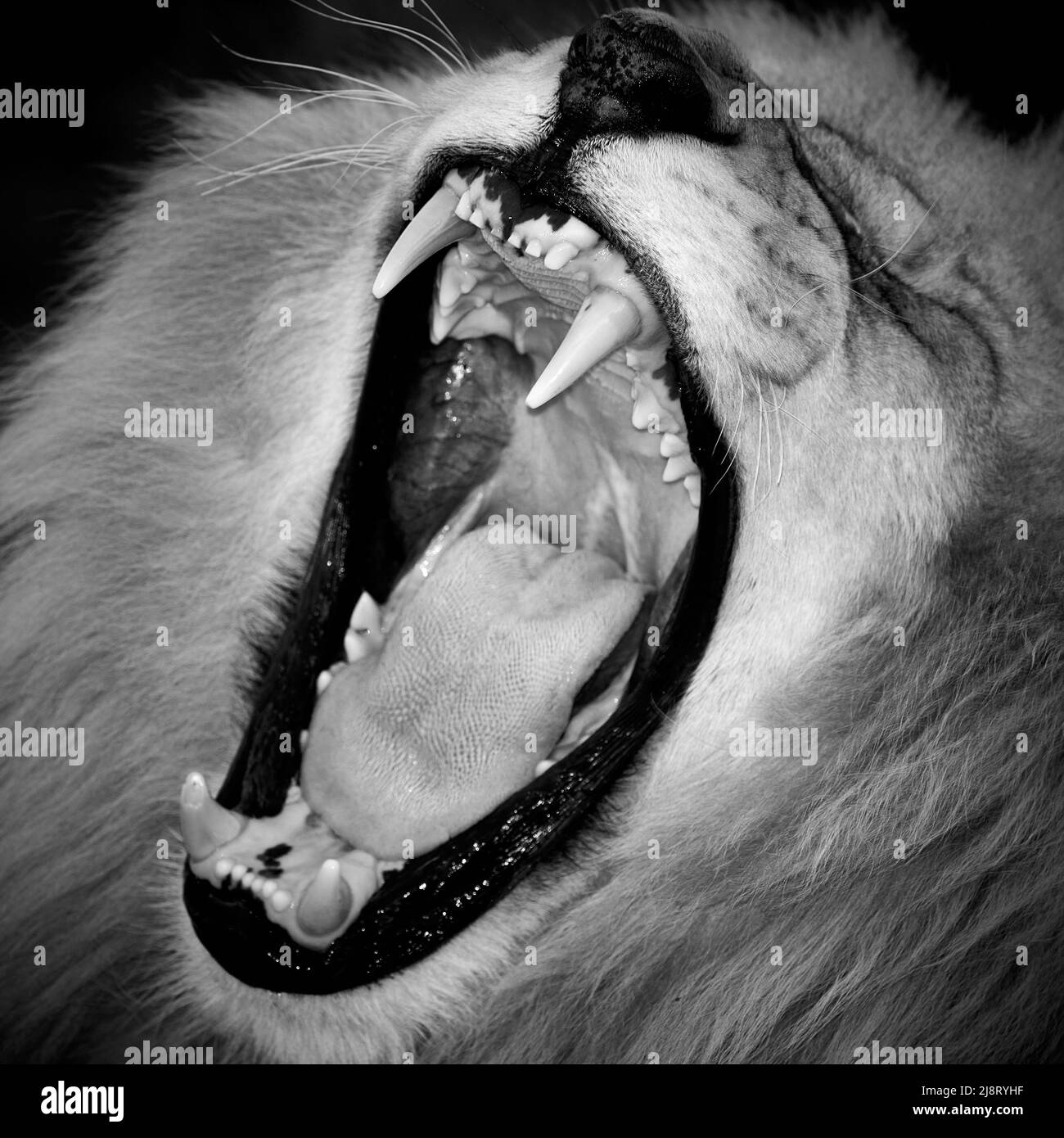 Bw lion hi-res stock photography and images - Alamy