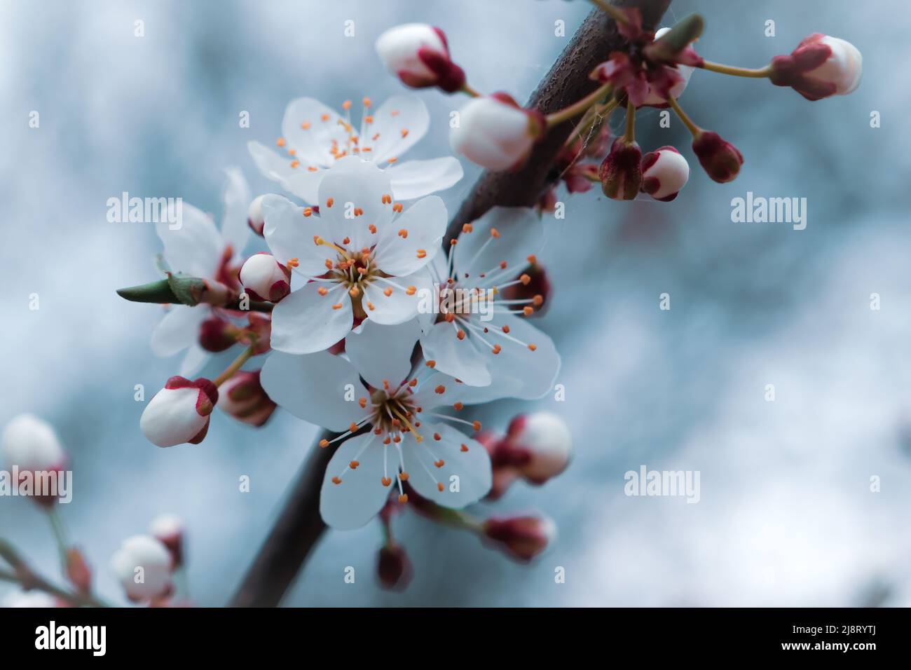 Beautiful flowering cherry tree in spring. Cherry flowers close up ...