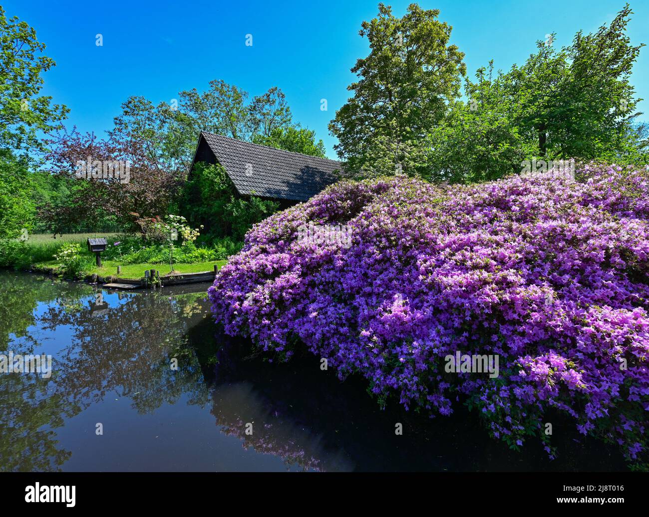 Lehde, Germany. 18th May, 2022. Magnificent blooms an azalea on a ...