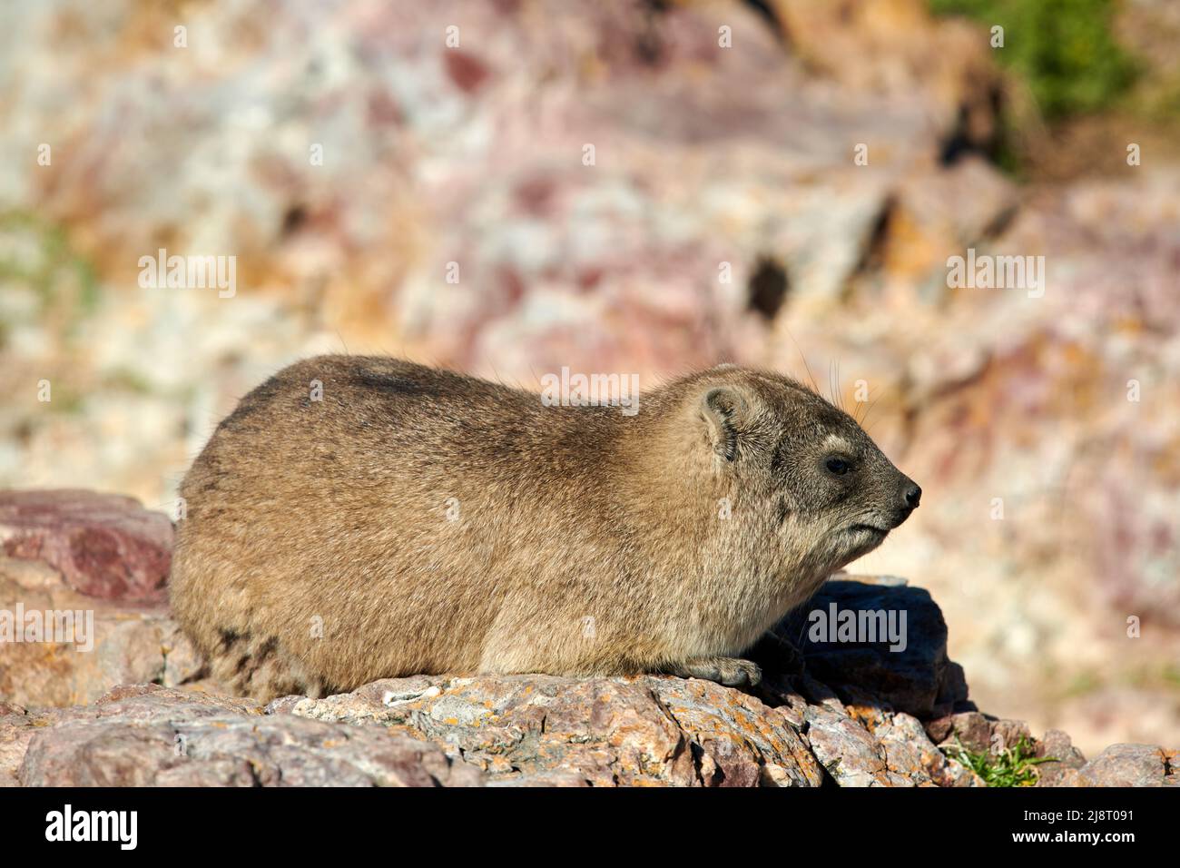 Relative to elephant hi-res stock photography and images - Alamy