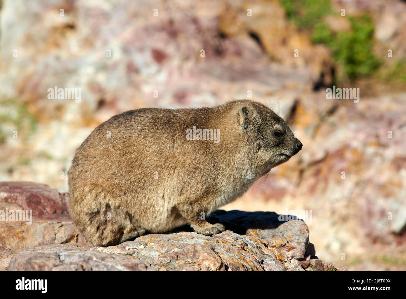 Relative to elephant hi-res stock photography and images - Alamy