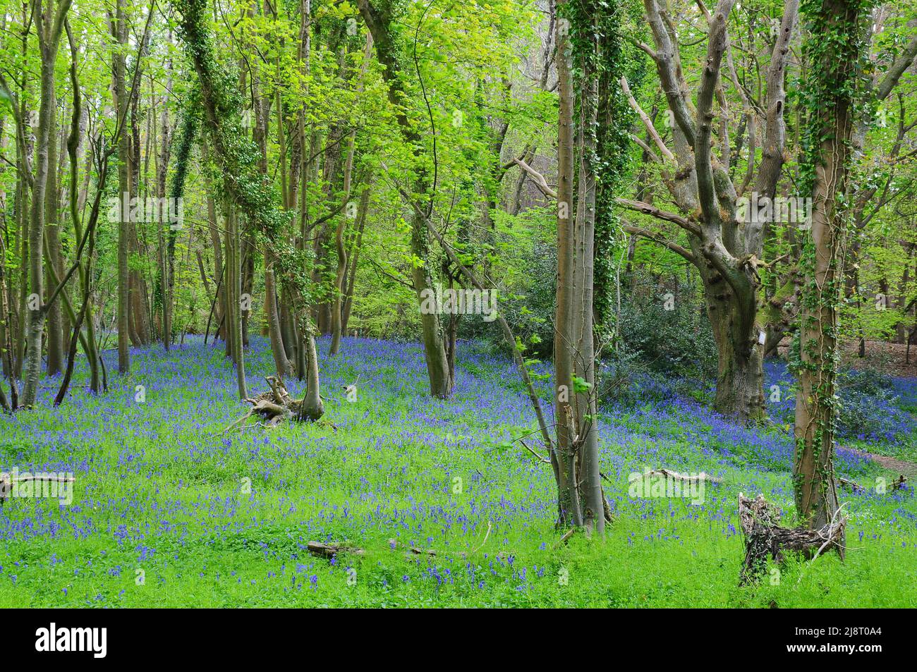 Bluebells in Puddletown Forest, Dorset, UK Stock Photo - Alamy