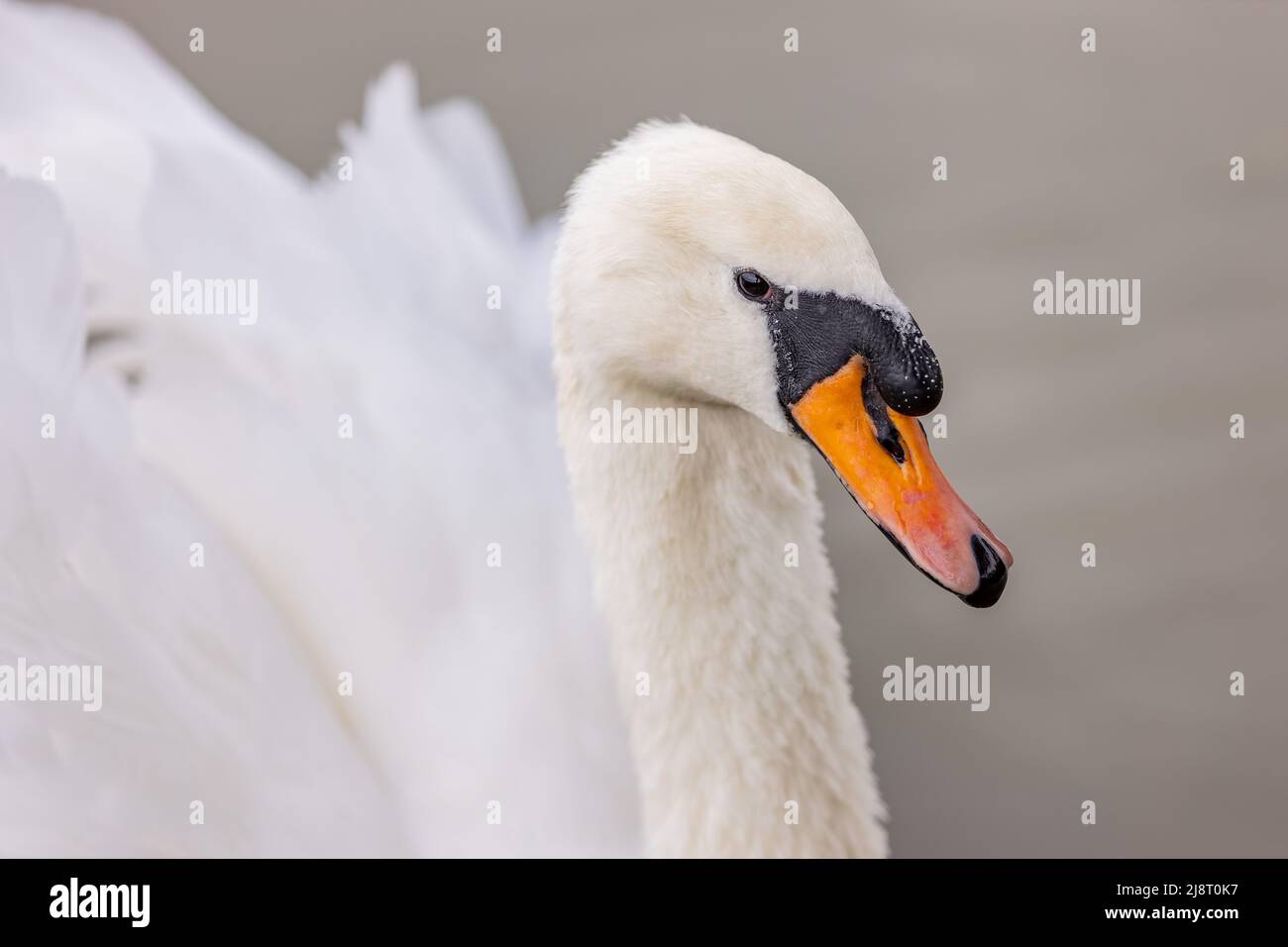 Sudbury suffolk meadows hi-res stock photography and images - Alamy