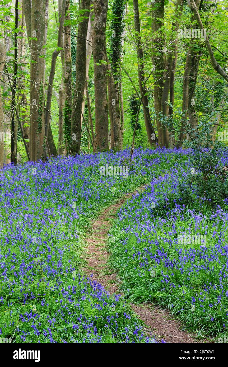 Bluebells in Puddletown Forest, Dorset, UK Stock Photo - Alamy