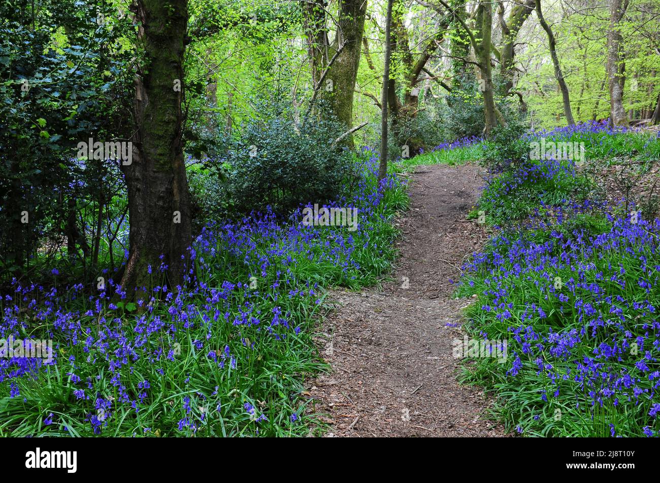 Bluebells in Puddletown Forest, Dorset, UK Stock Photo - Alamy