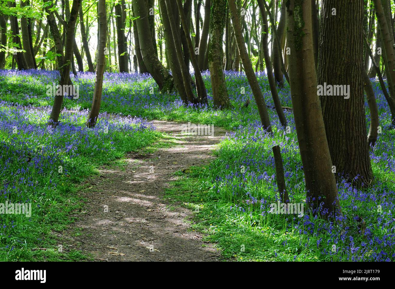 Colin varndell bluebells hi-res stock photography and images - Alamy