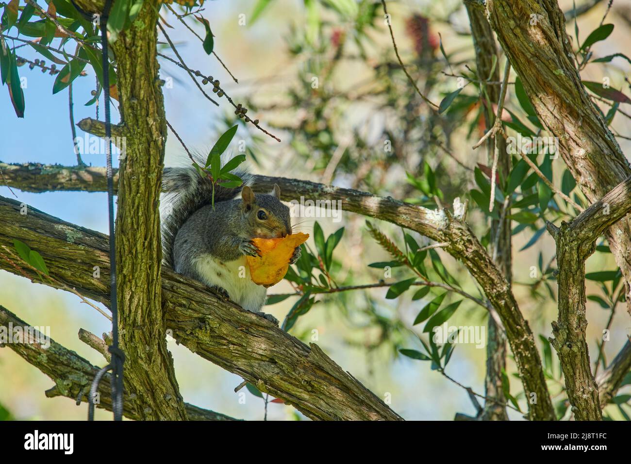 Grey squirrel eating fruit hi-res stock photography and images - Alamy