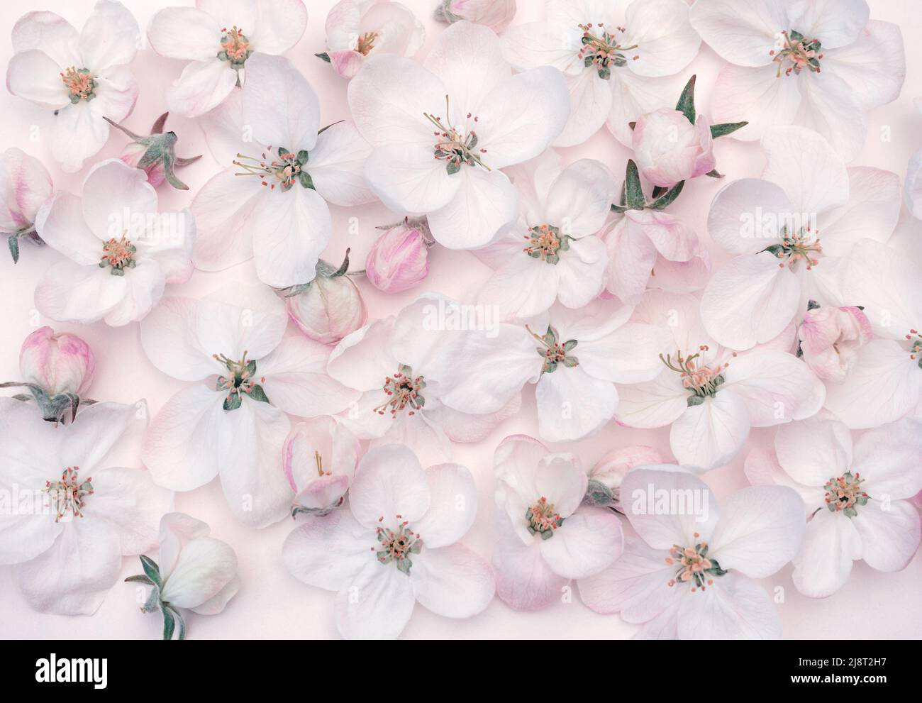 With large flower bouquet photo hi-res stock photography and images - Alamy