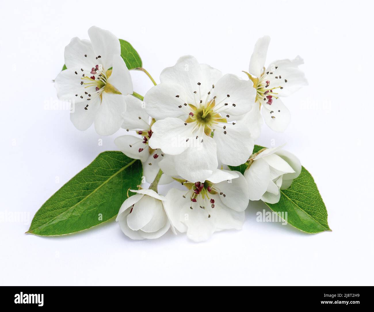 Pear art tree hi-res stock photography and images - Alamy