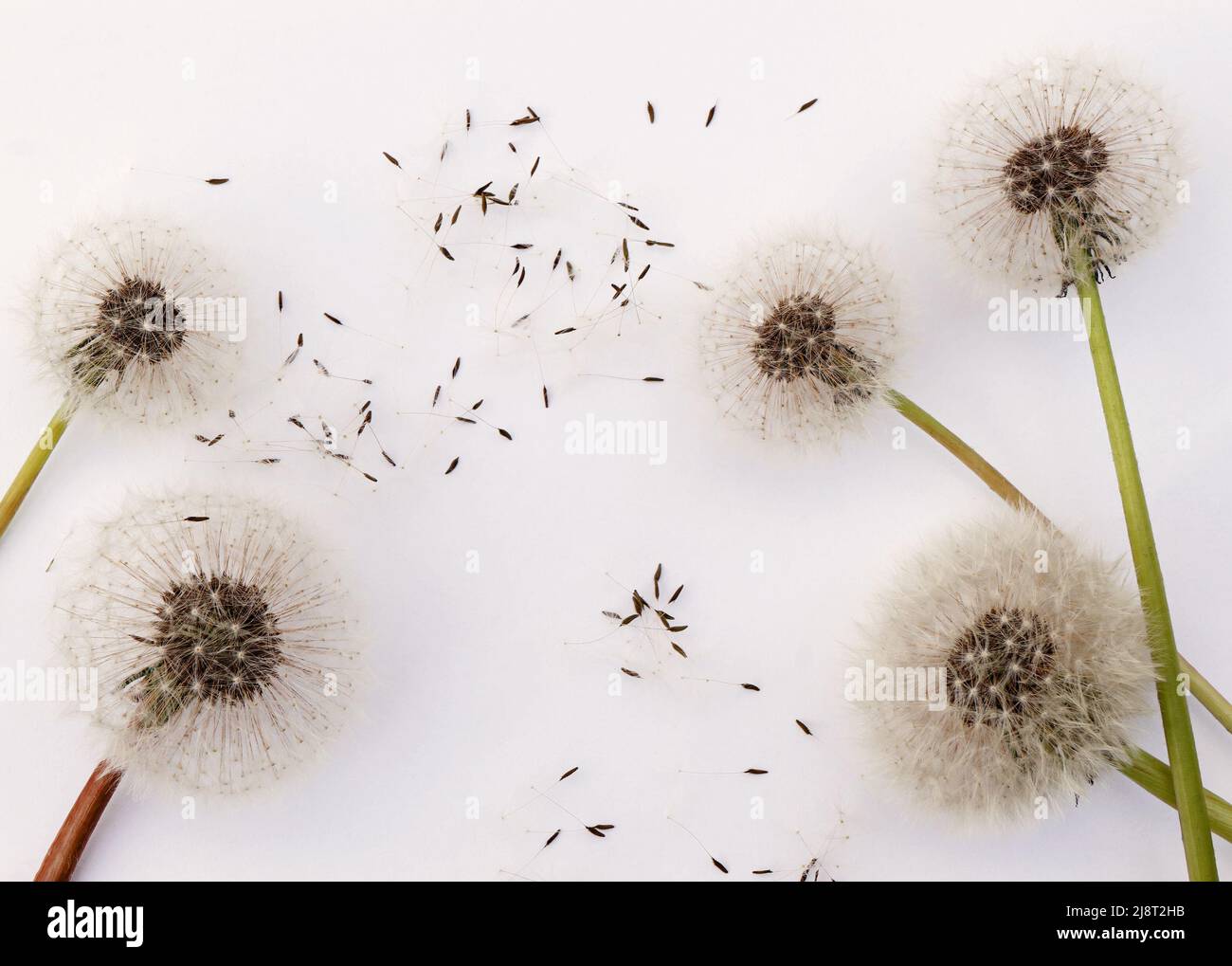 Field dandelions with seeds scattered by the wind with copy space Stock ...