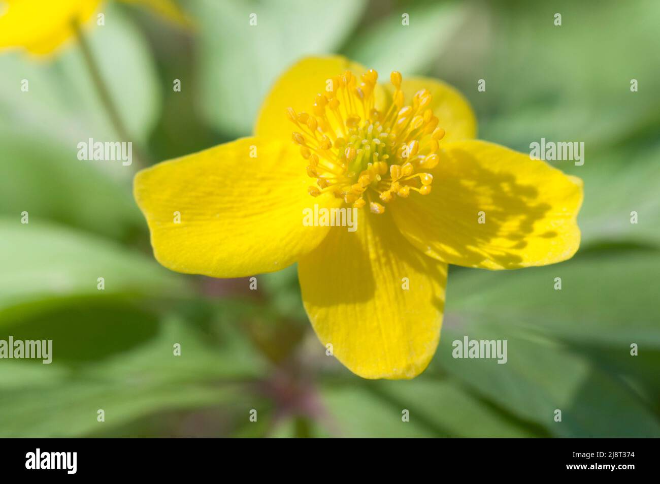 Yellow anemone anemonoides ranunculoides hi-res stock photography and ...