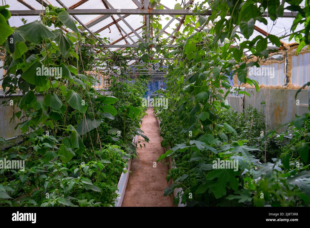 The greenhouse from the inside . Many green plants after watering ...
