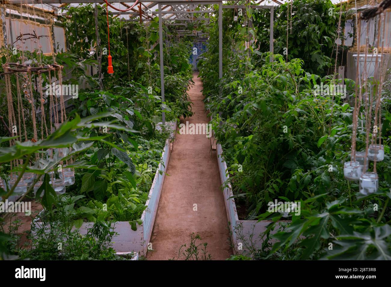 The greenhouse from the inside . Many green plants after watering ...