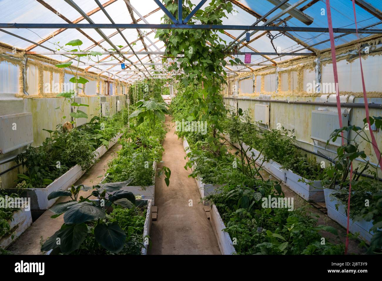 The greenhouse from the inside . Many green plants after watering ...