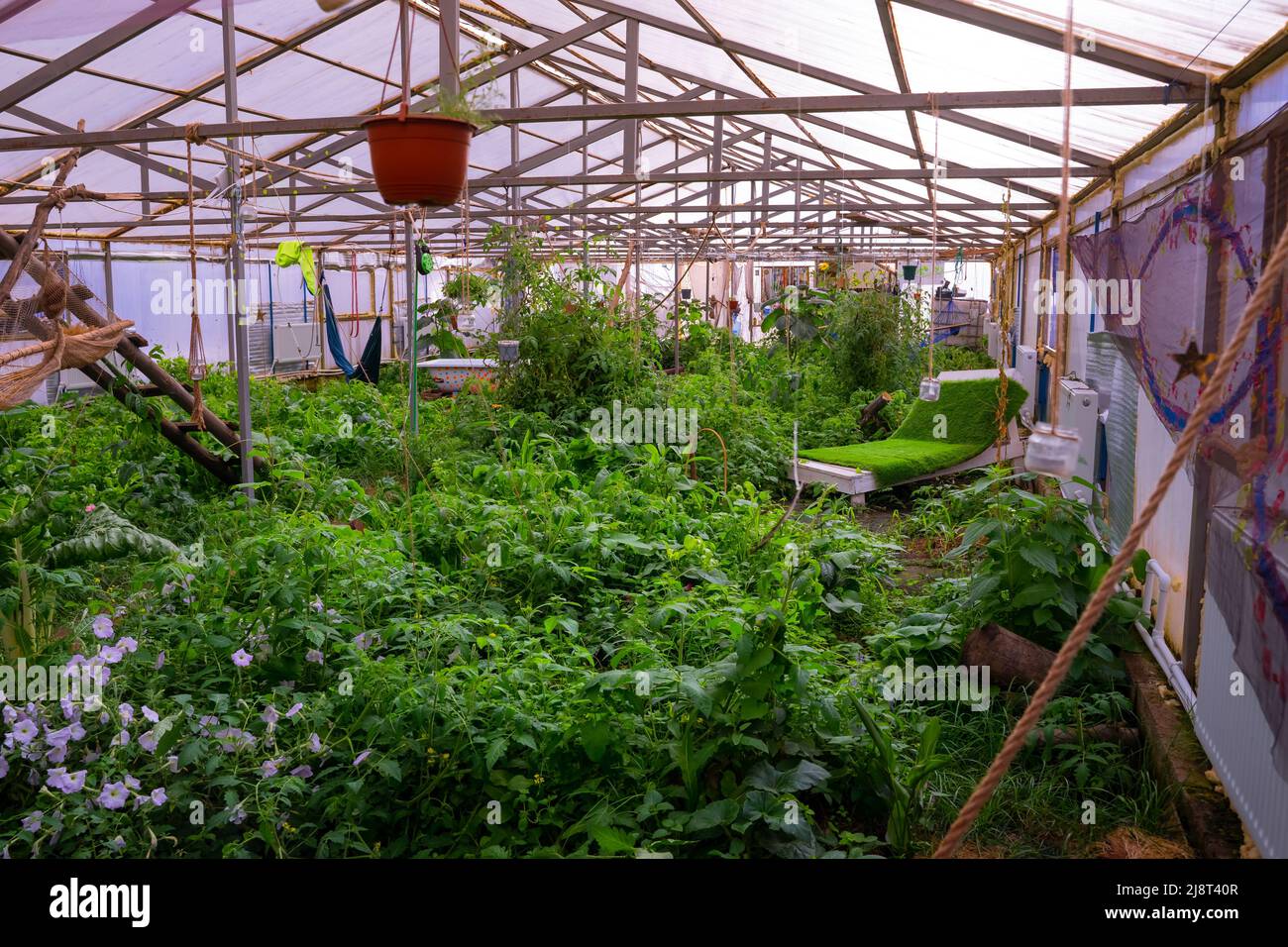 The greenhouse from the inside . Many green plants after watering ...