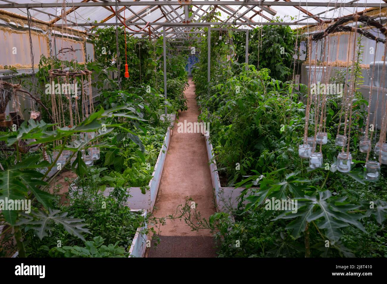 The greenhouse from the inside . Many green plants after watering ...