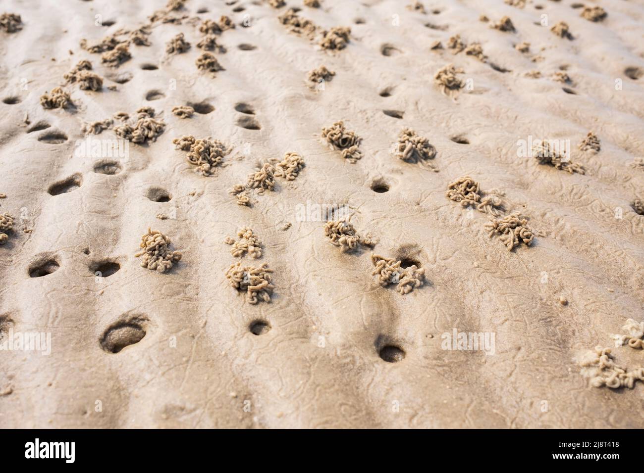 Coiled castings of sandworm that live in silty-sandy soil. Casts of ...