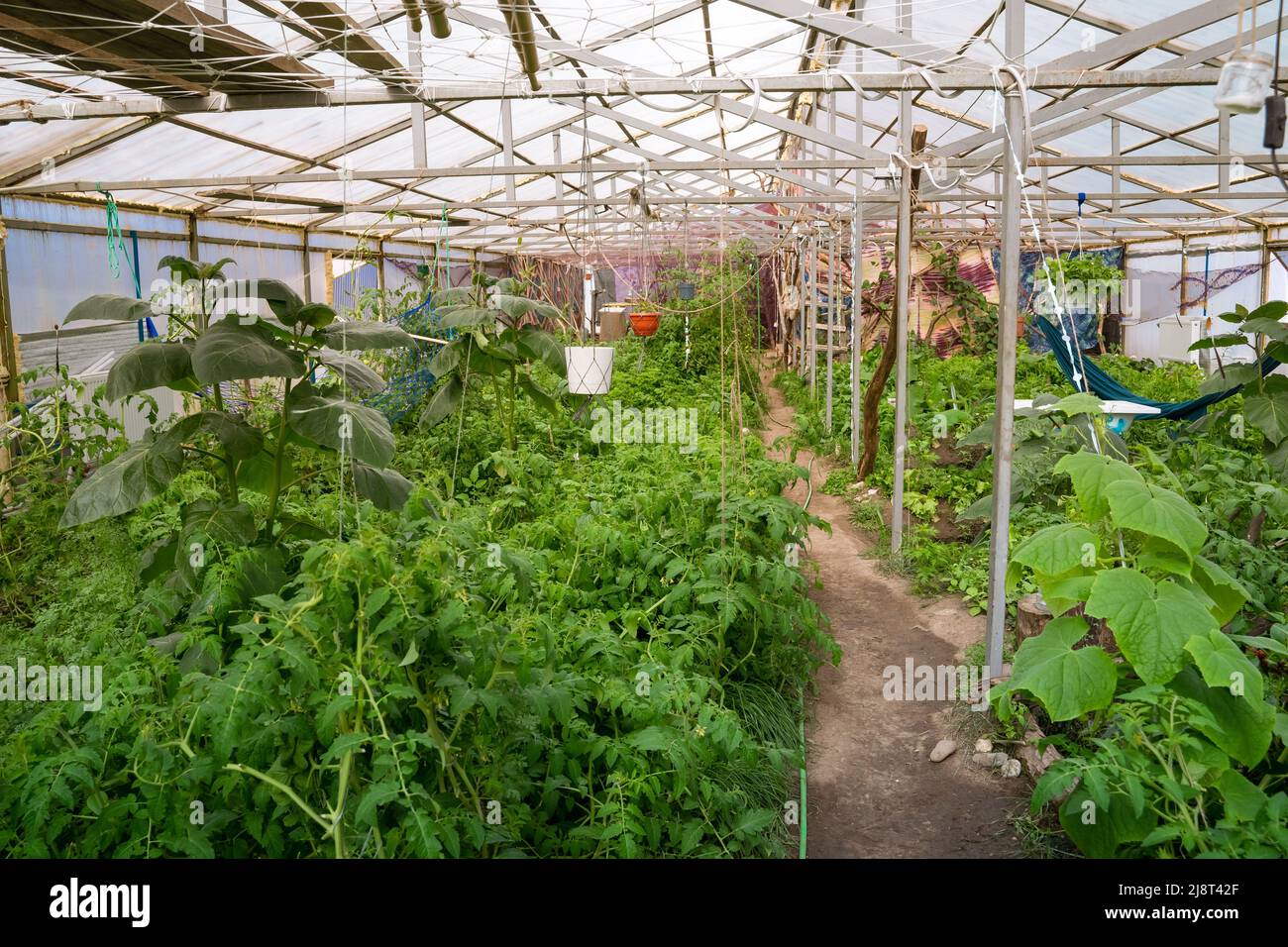The greenhouse from the inside . Many green plants after watering ...