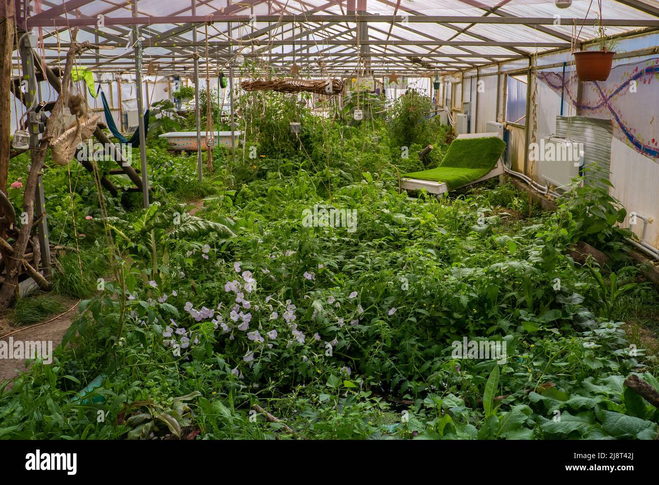 The greenhouse from the inside . Many green plants after watering ...