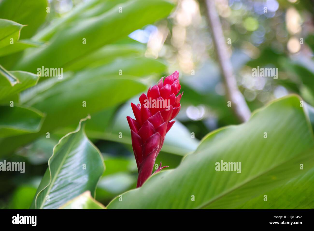 Flora cuban flower hi-res stock photography and images - Alamy