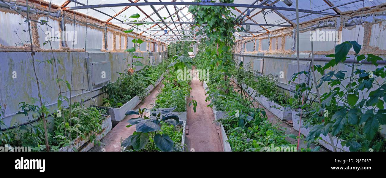The greenhouse from the inside . Many green plants after watering ...