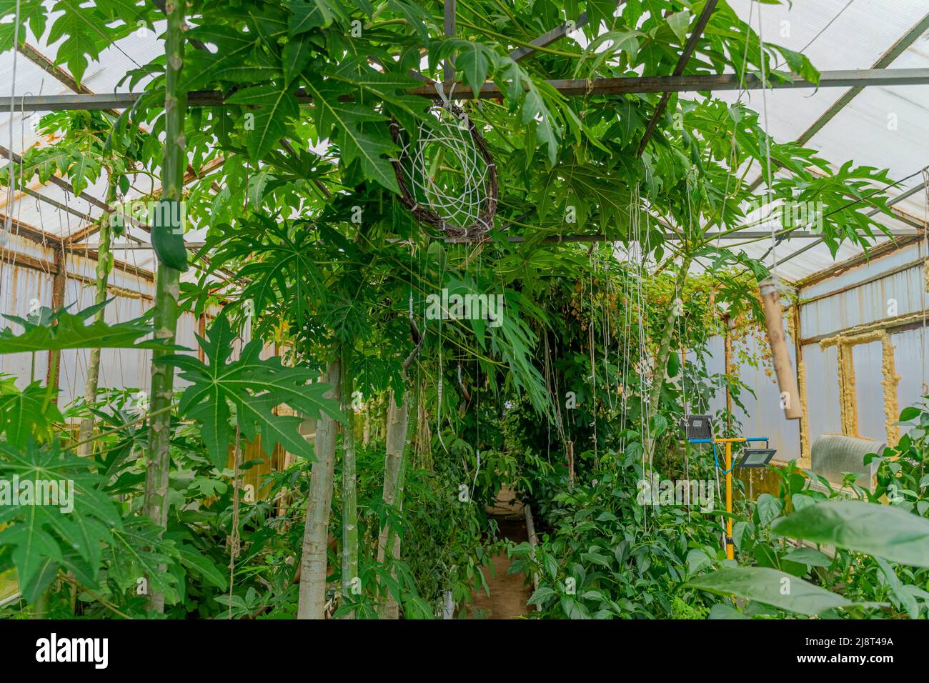 Very beautiful papaya plantation in greenhouse. The papaya or Carica ...