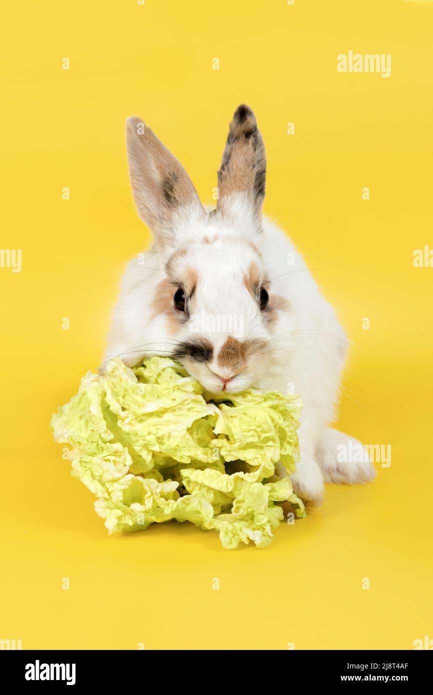 Domestic animal funny birthday hi-res stock photography and images - Alamy