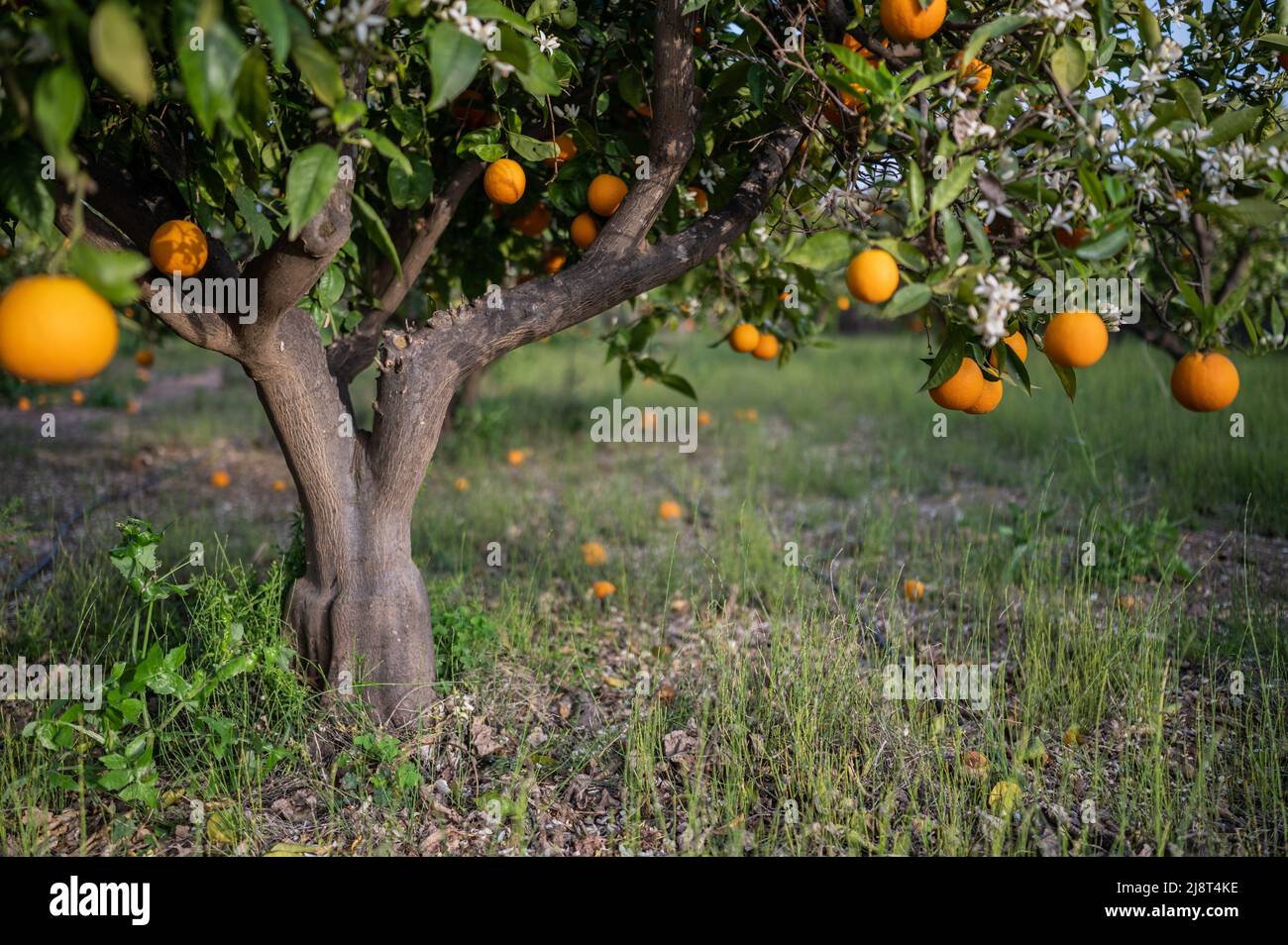 Orange tree fields in rural area of Altea, Alicante, Spain Stock Photo ...