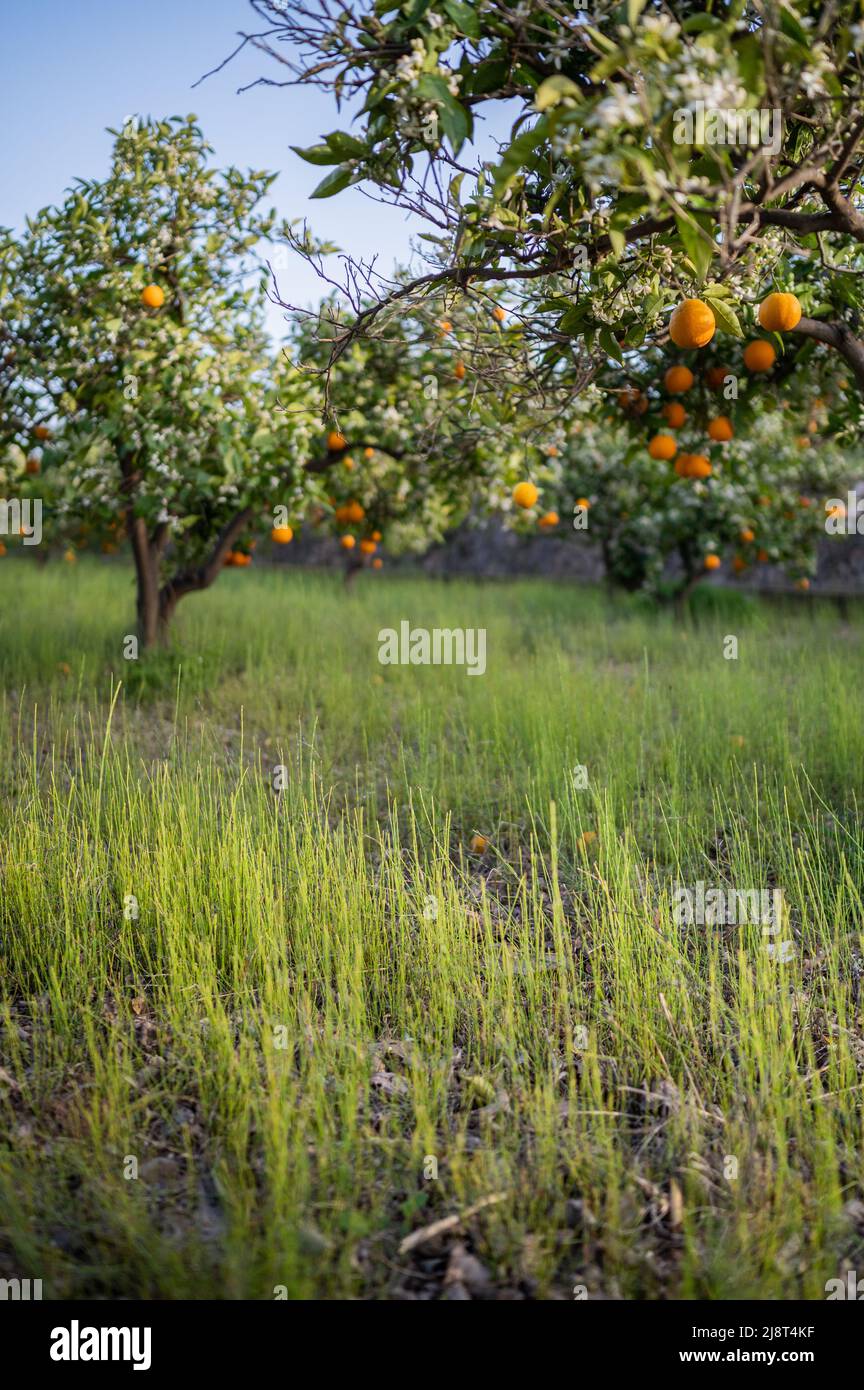 Orange tree fields in rural area of Altea, Alicante, Spain Stock Photo ...