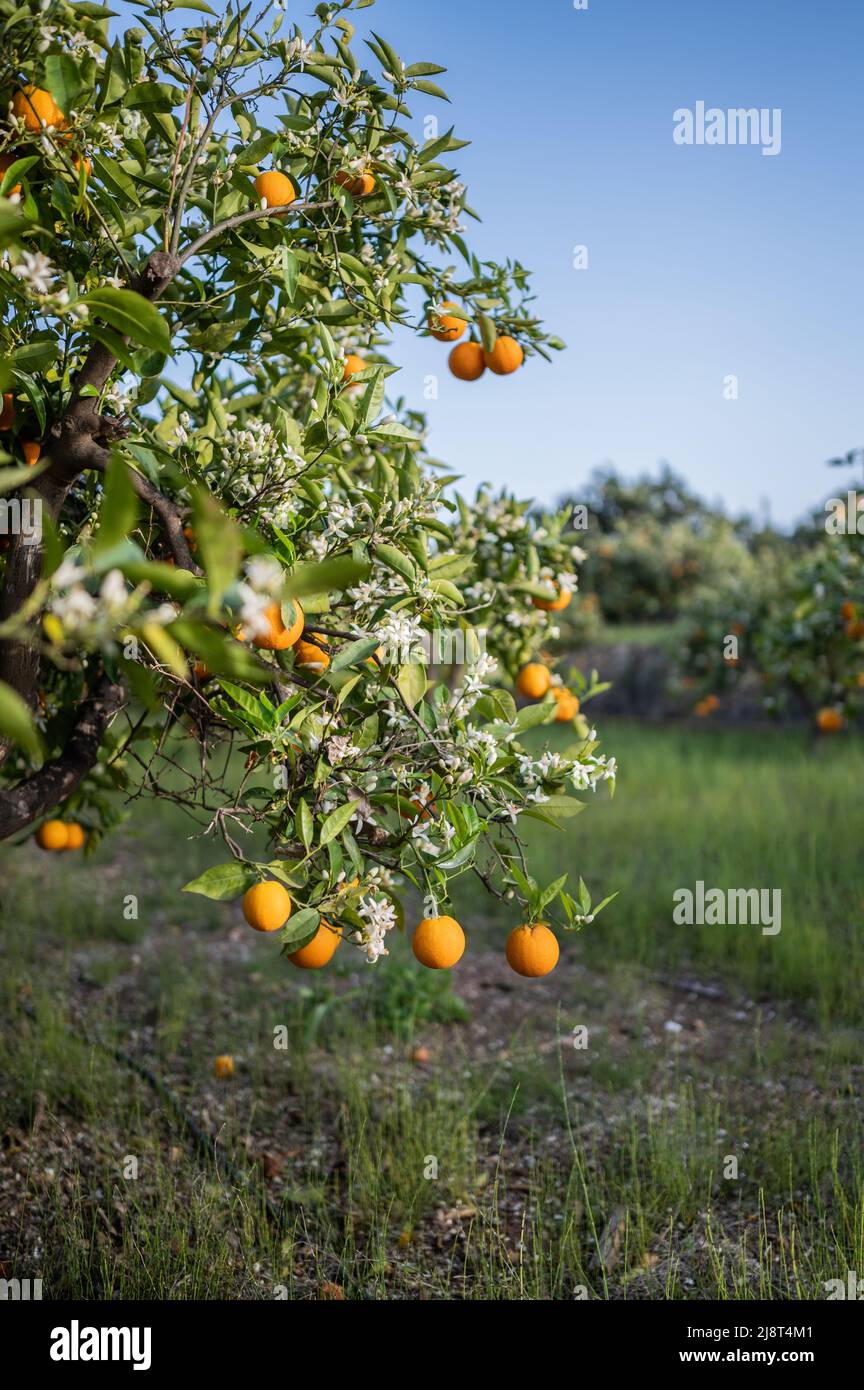 Orange tree fields in rural area of Altea, Alicante, Spain Stock Photo ...