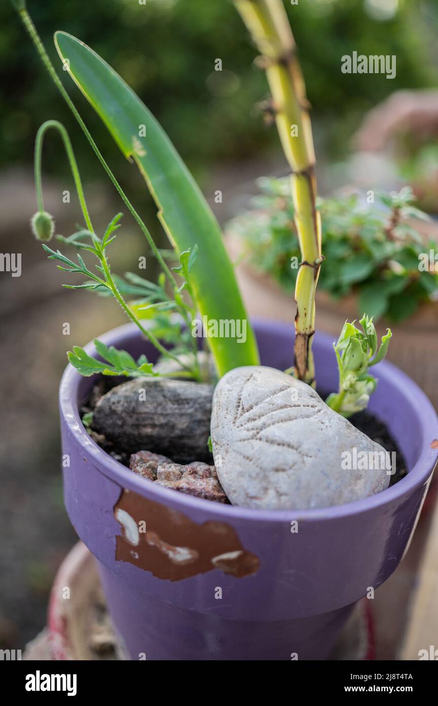 Plant pot with stones Stock Photo - Alamy