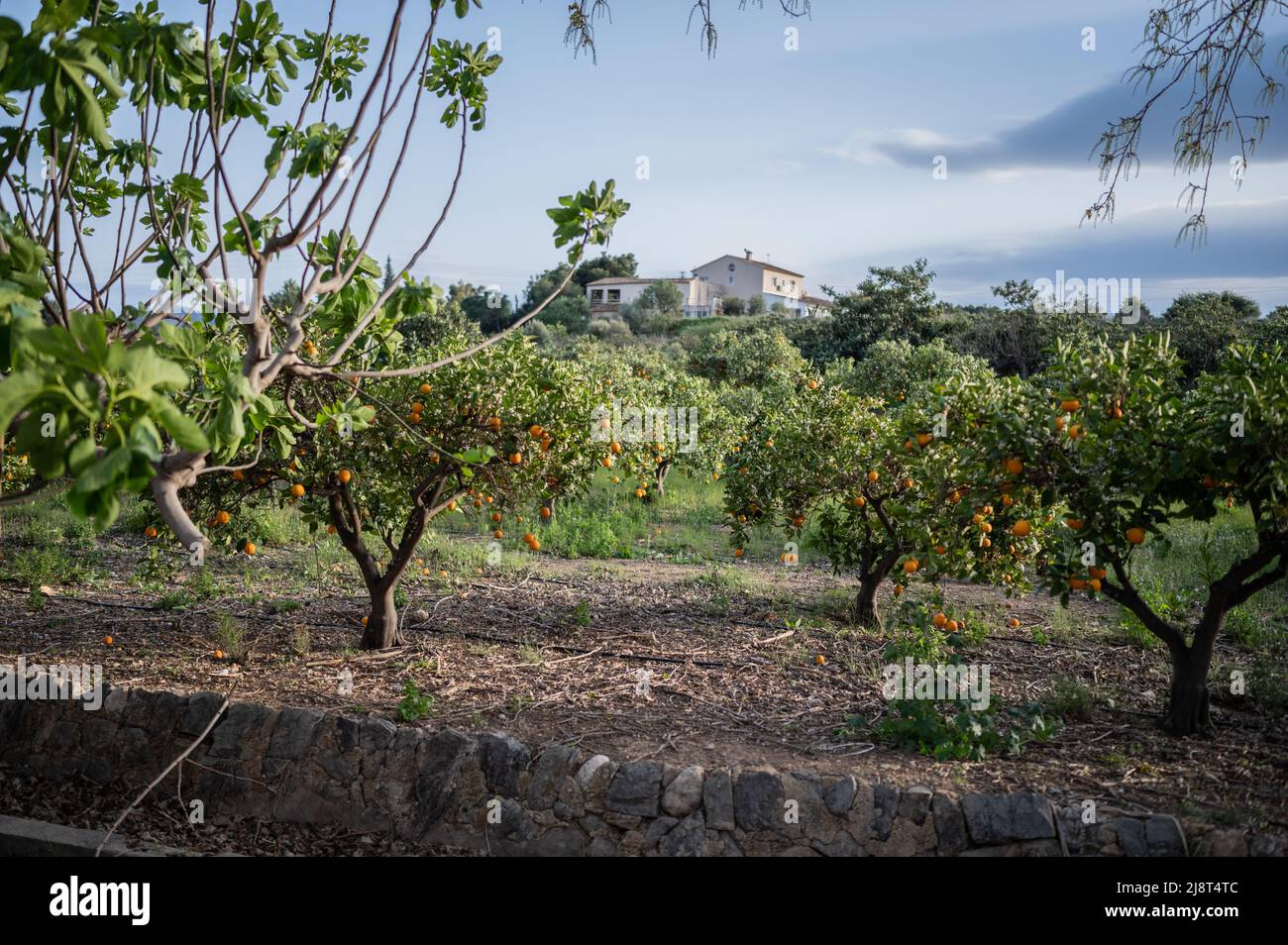 Orange tree fields in rural area of Altea, Alicante, Spain Stock Photo ...